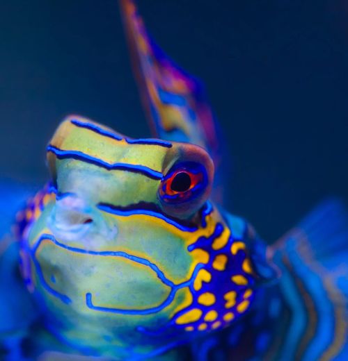 About – CORAL STUDIO